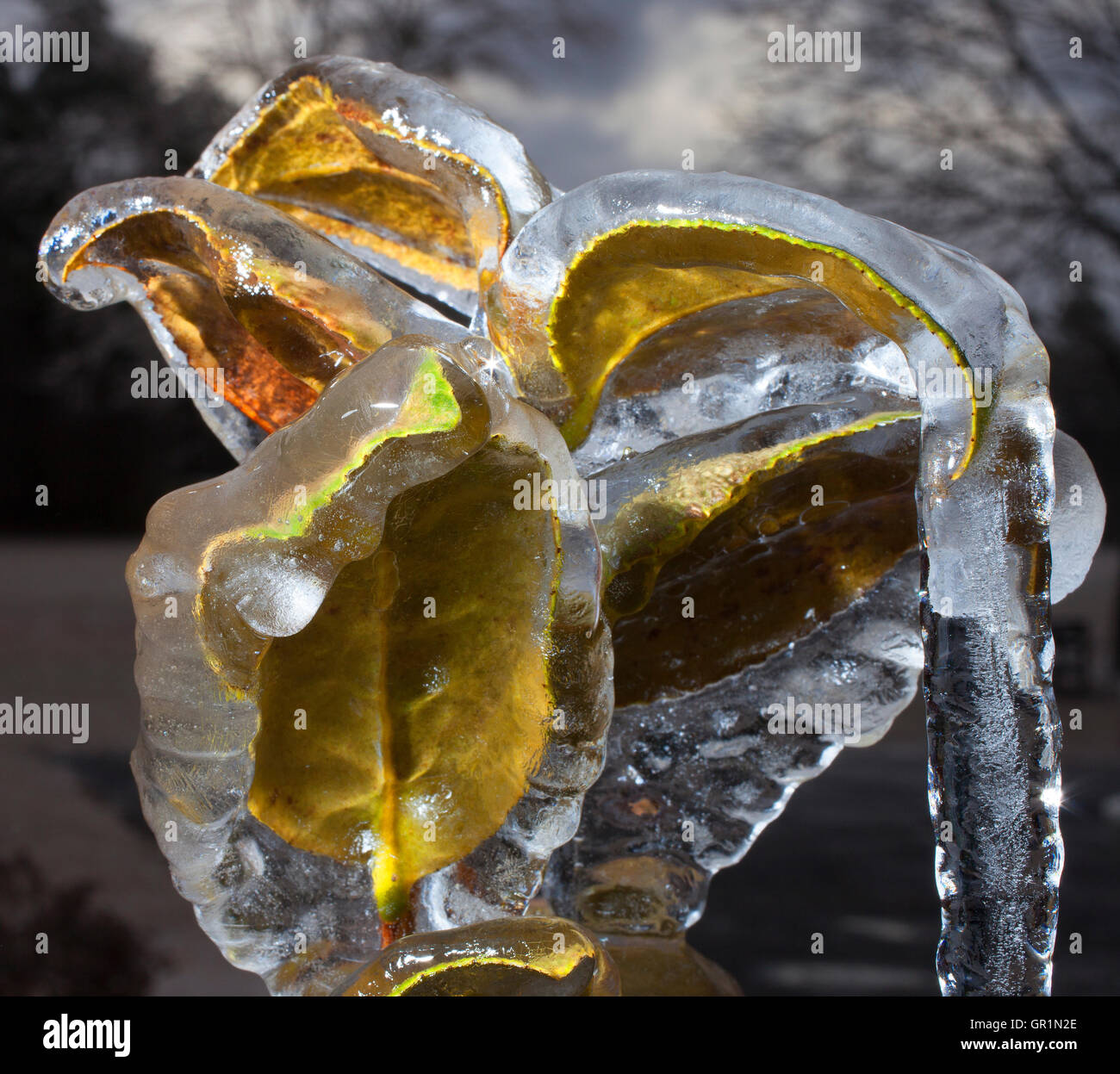 Yellow ice plant hi-res stock photography and images - Alamy