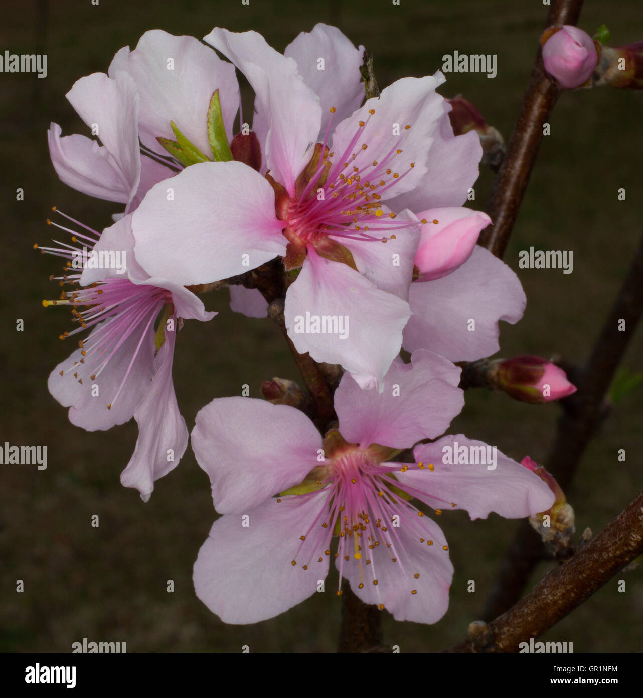 Group of pink nectarine flowers on a branch with grass behind Stock ...