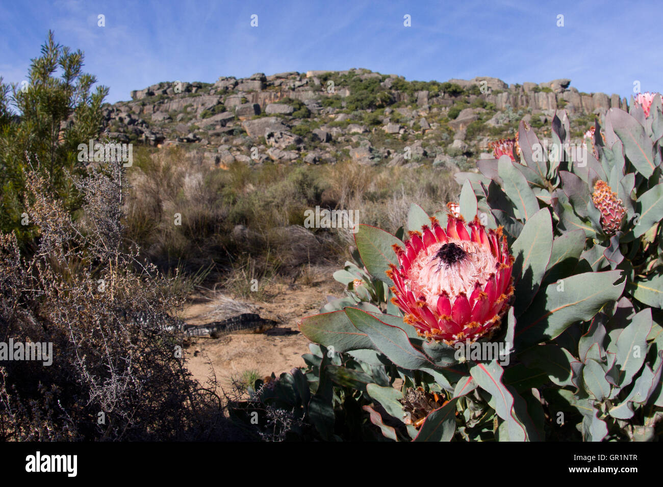 Protea sp hi-res stock photography and images - Alamy