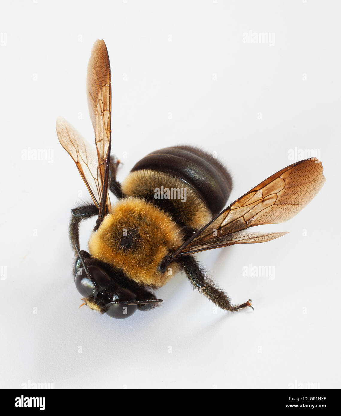 Carpenter bee that is a male on a white background Stock Photo - Alamy