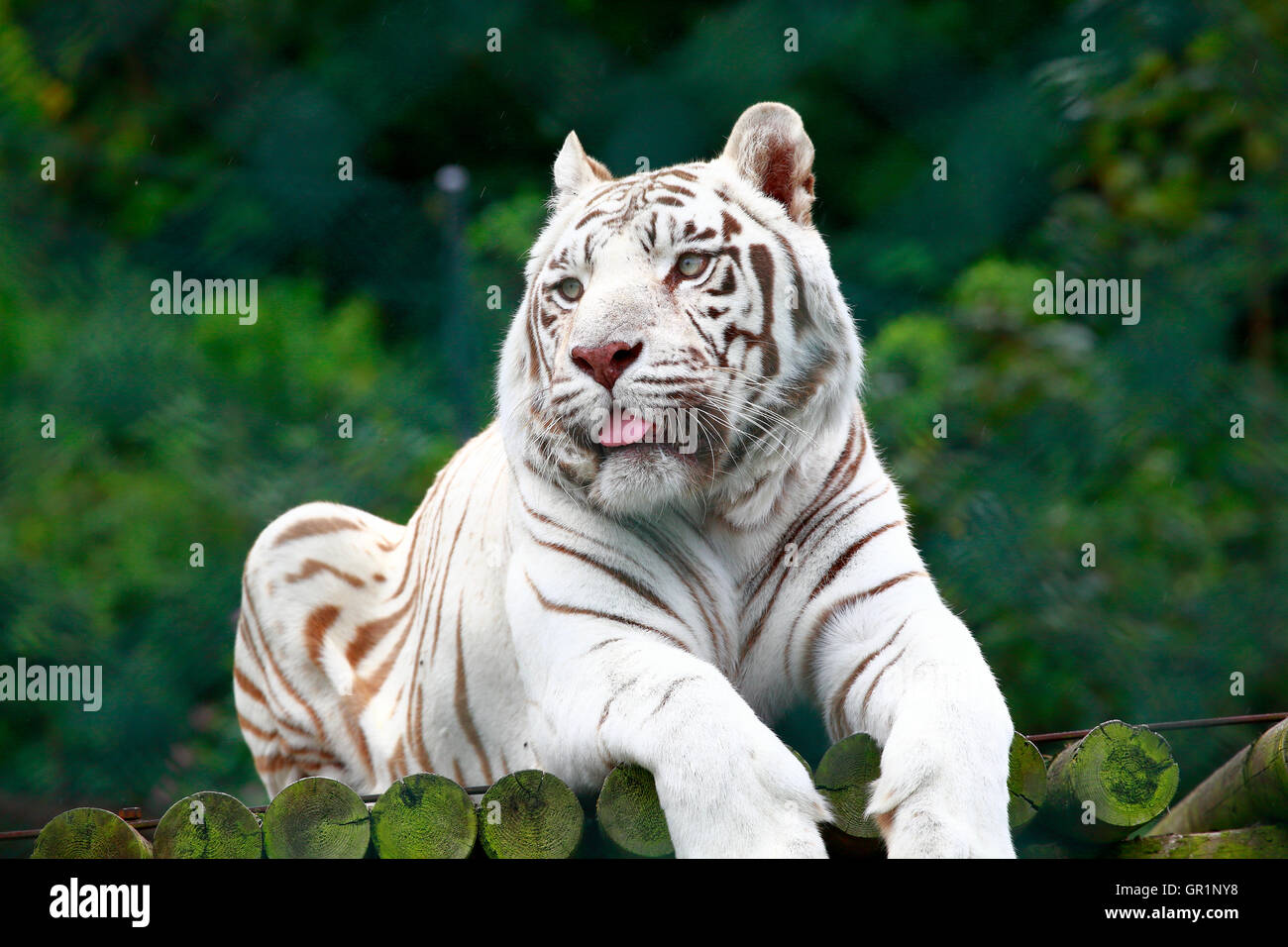 Tiger tongue hi-res stock photography and images - Alamy