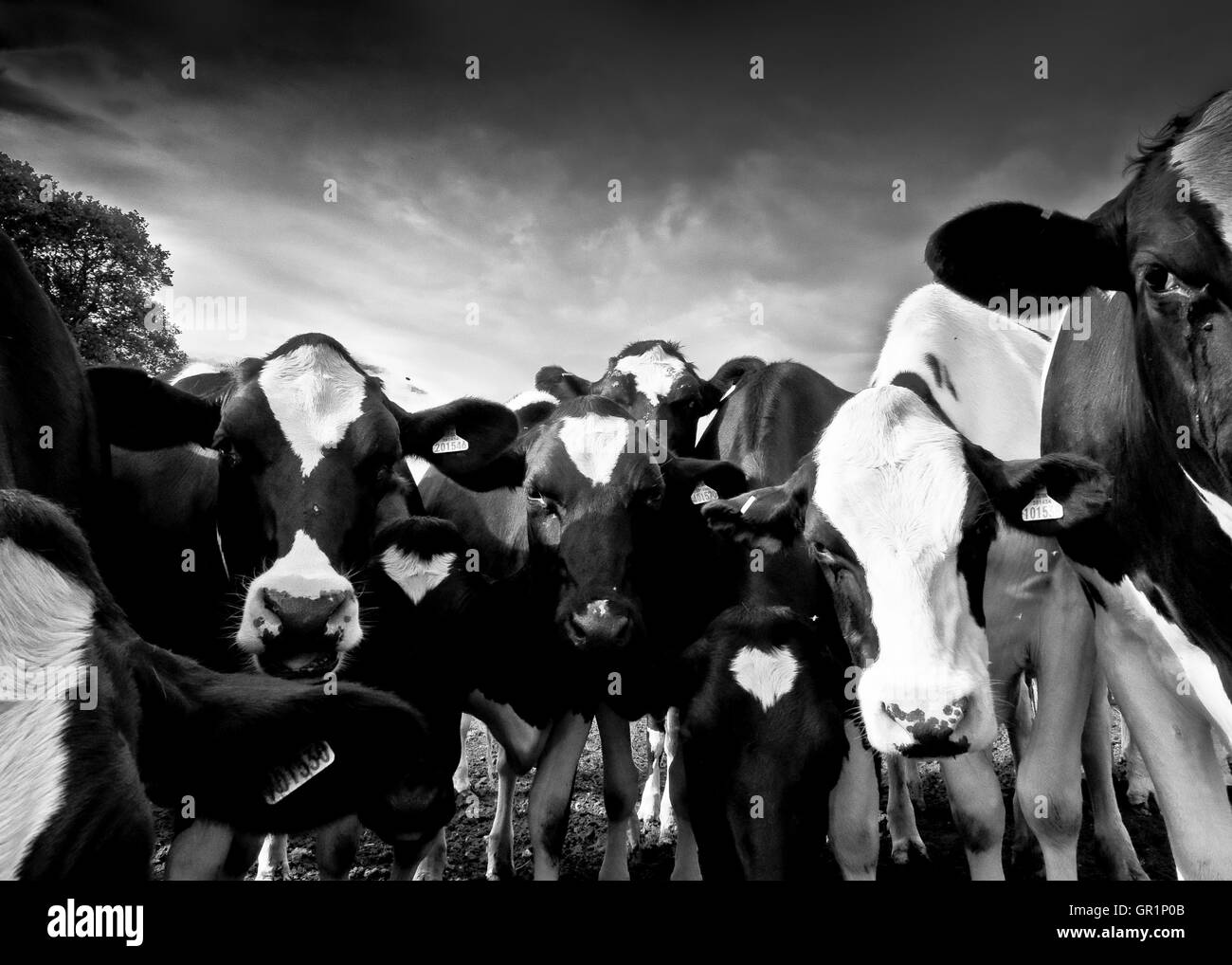 Cows gather around Stock Photo - Alamy