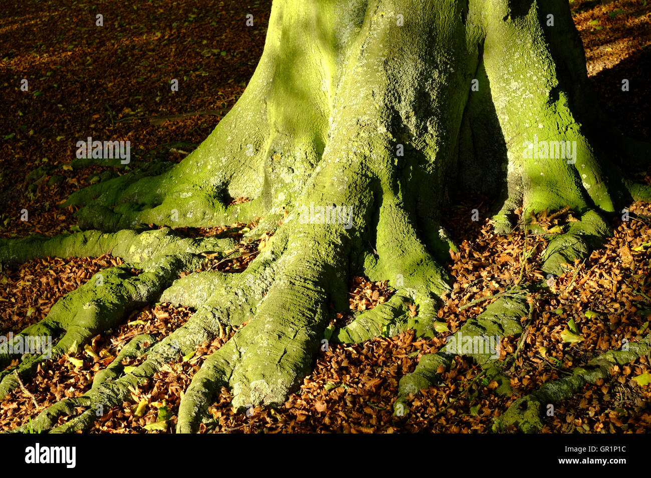 Roots of tree Stock Photo - Alamy