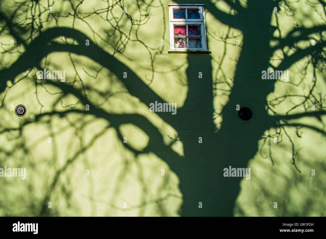 Shadow of tree on house Stock Photo - Alamy