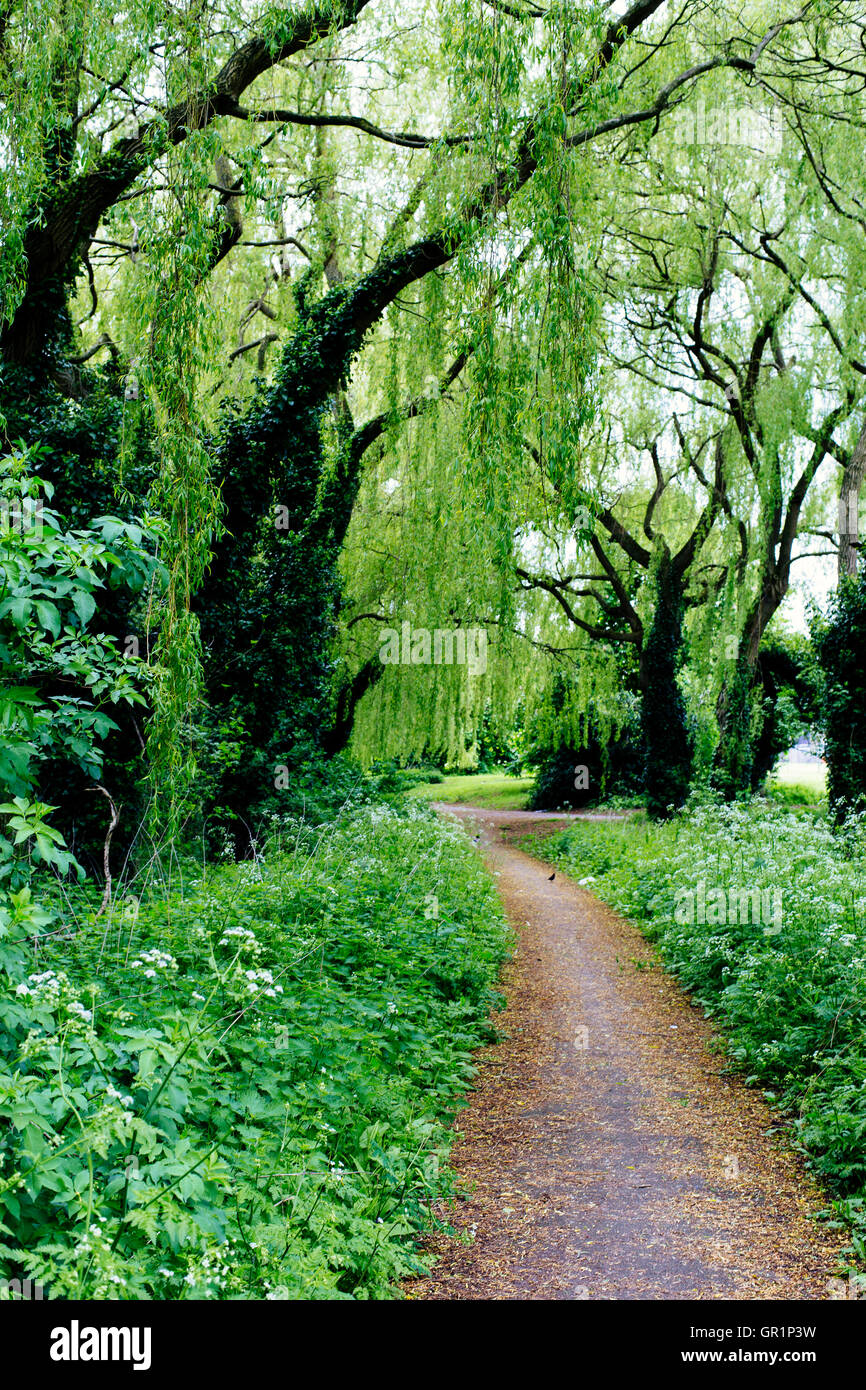Path through trees Stock Photo - Alamy