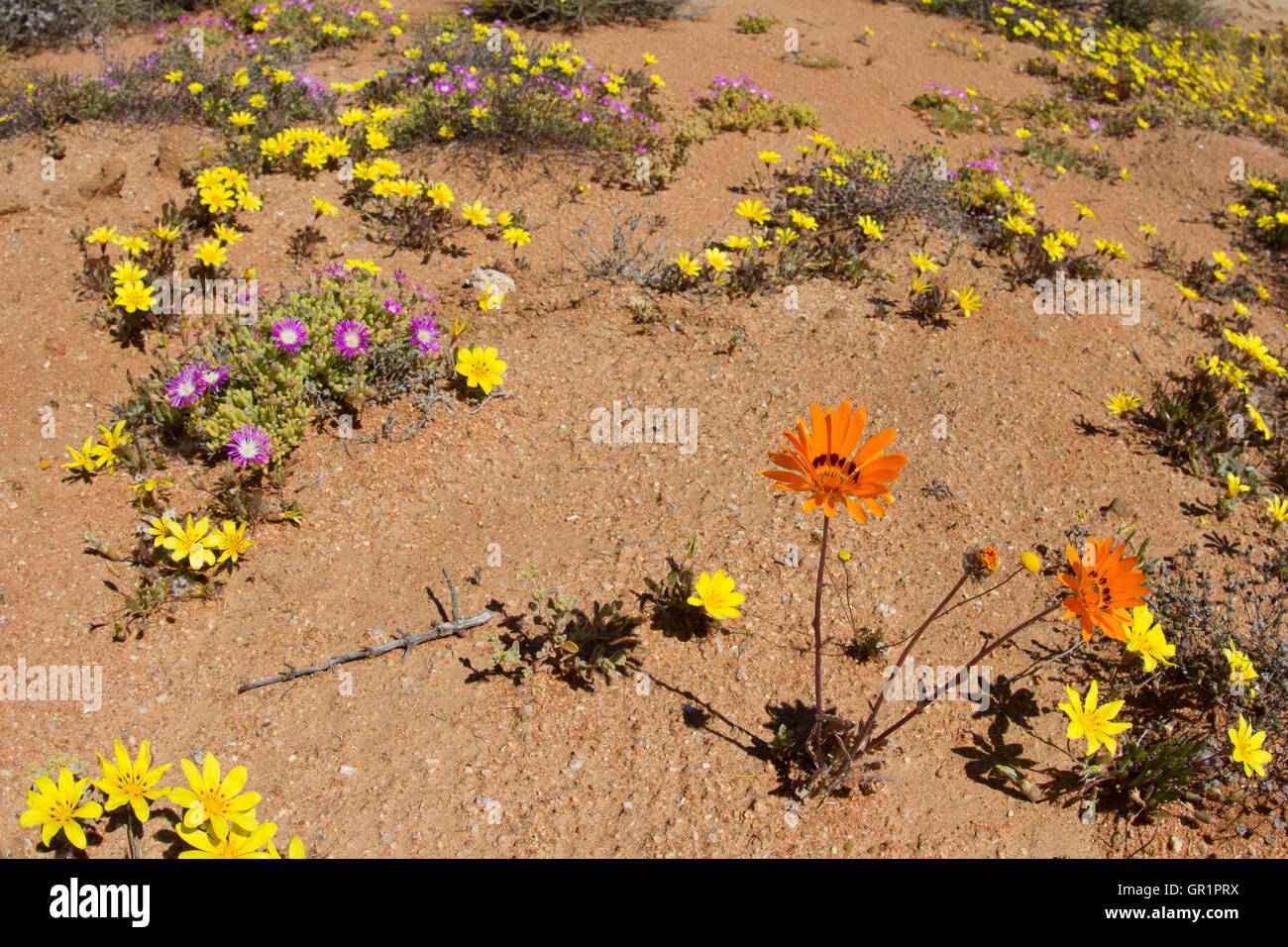 Desert blooms: flowers after rainfall in the Karoo desert, Namaqualand ...