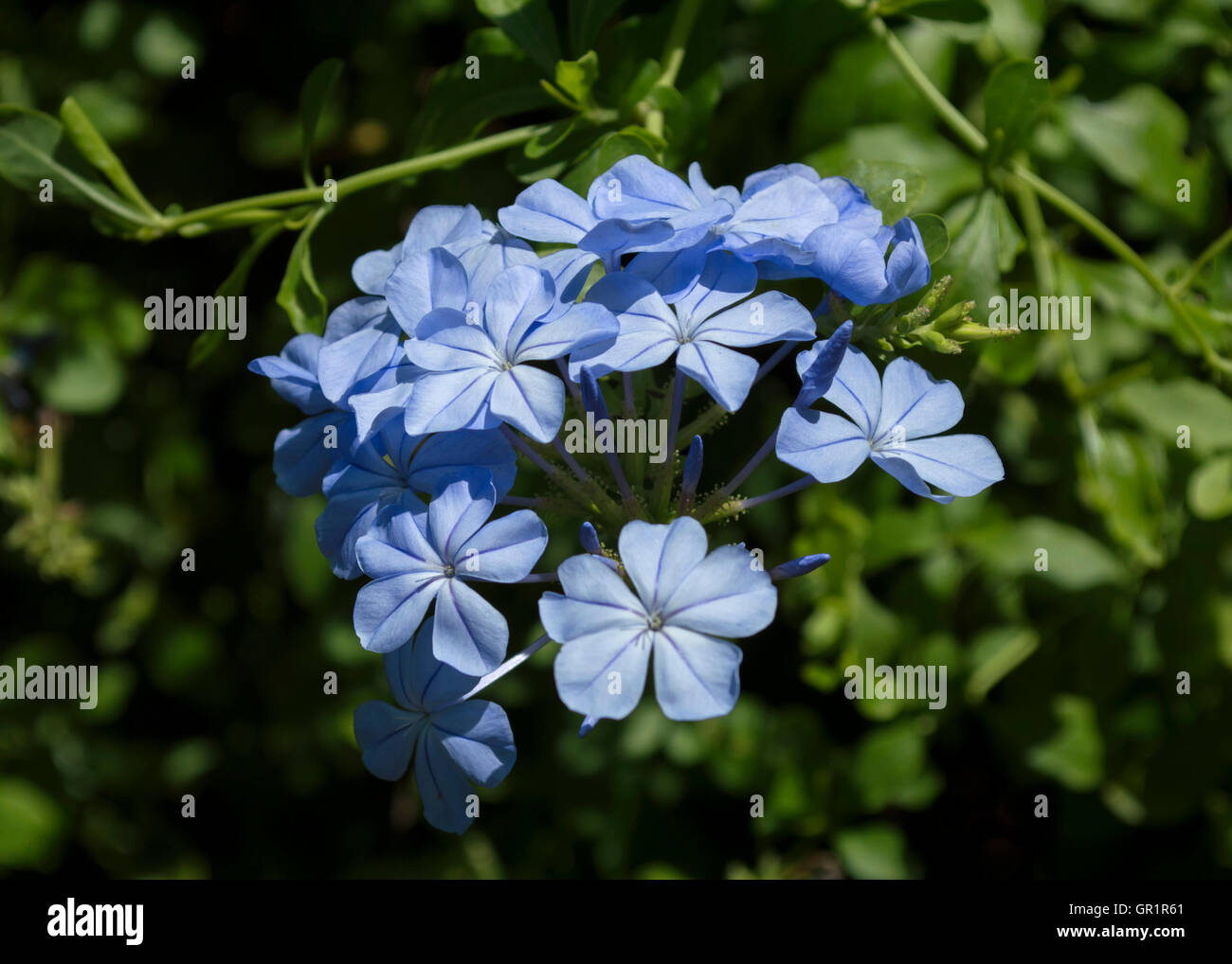 Beautiful blue flowers in the wild Stock Photo - Alamy