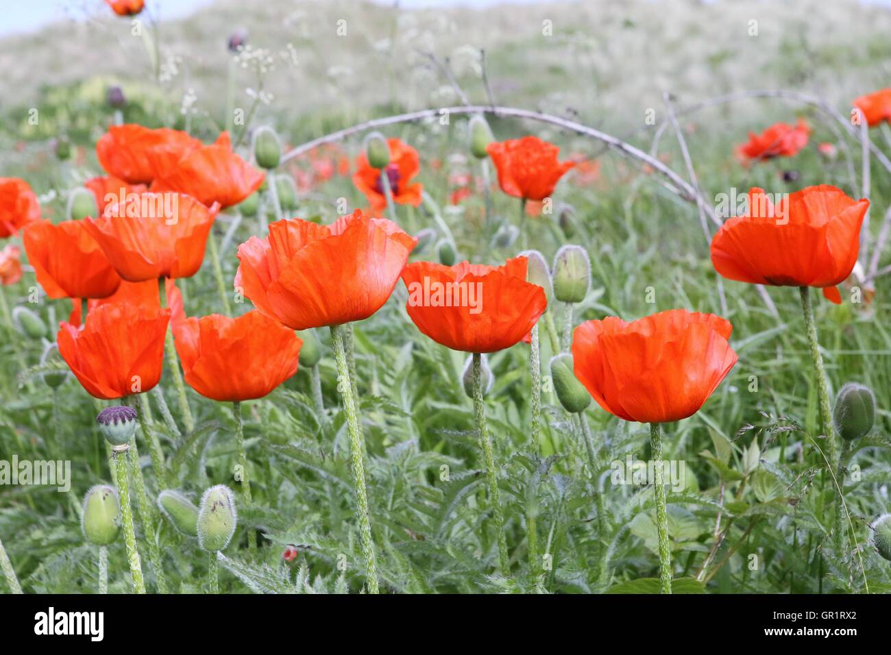 Poppies in field on Northumberland Coast North Sea Stock Photo - Alamy