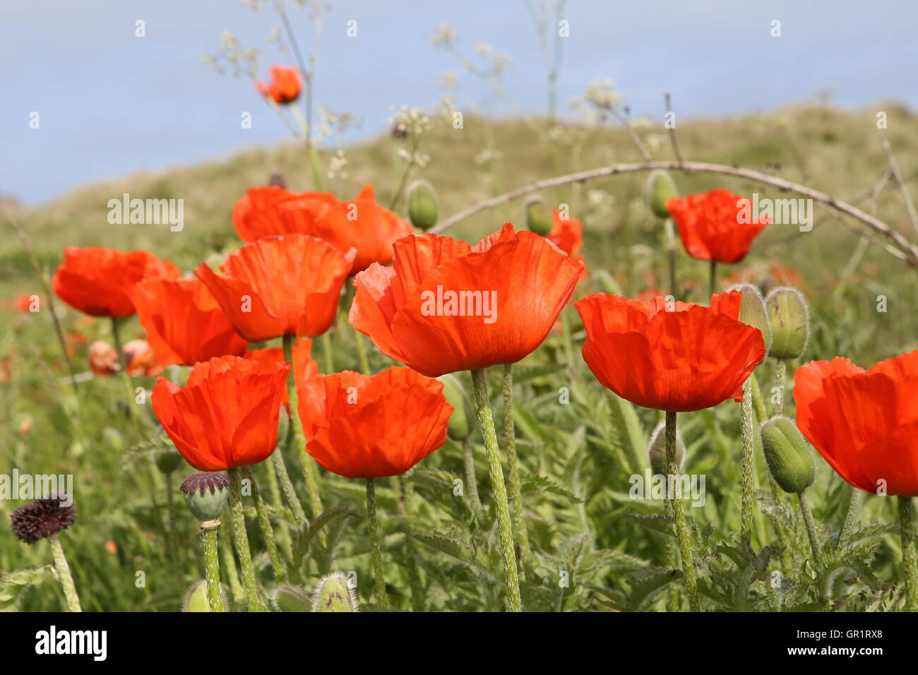 Poppies in field on Northumberland Coast North Sea Stock Photo - Alamy