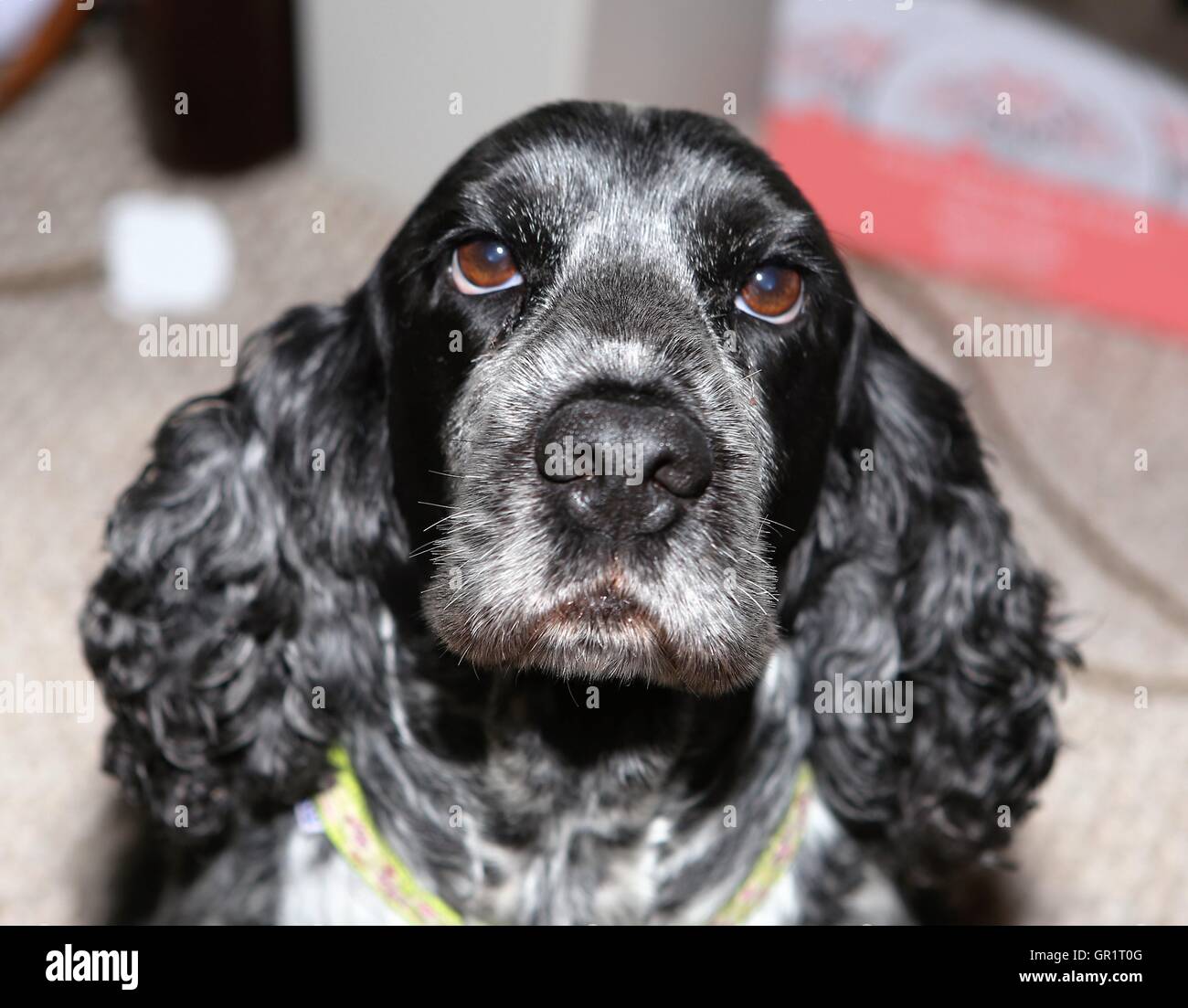 Cocker spaniel black white hi-res stock photography and images - Alamy
