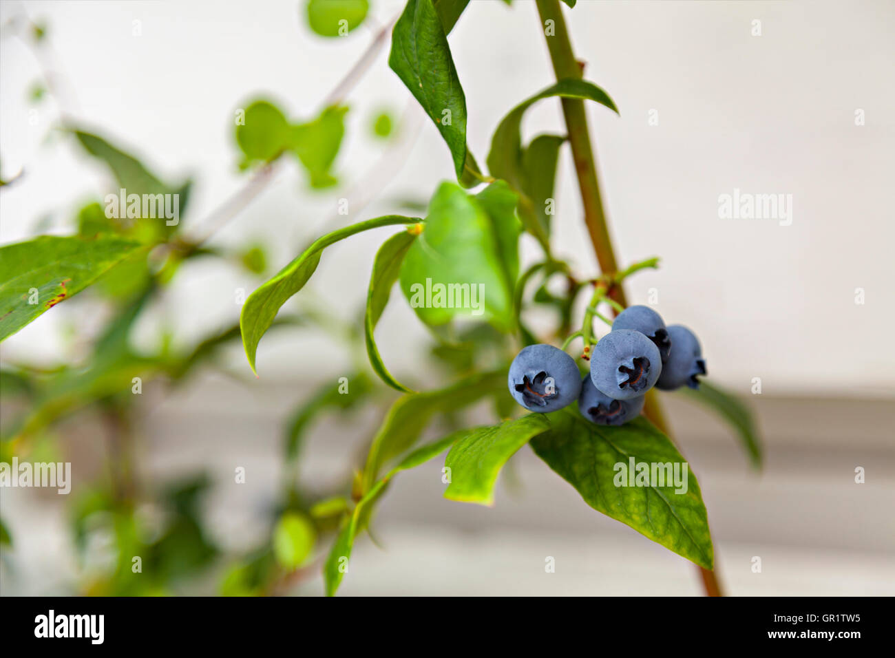 Image of garden blueberry bush Stock Photo - Alamy