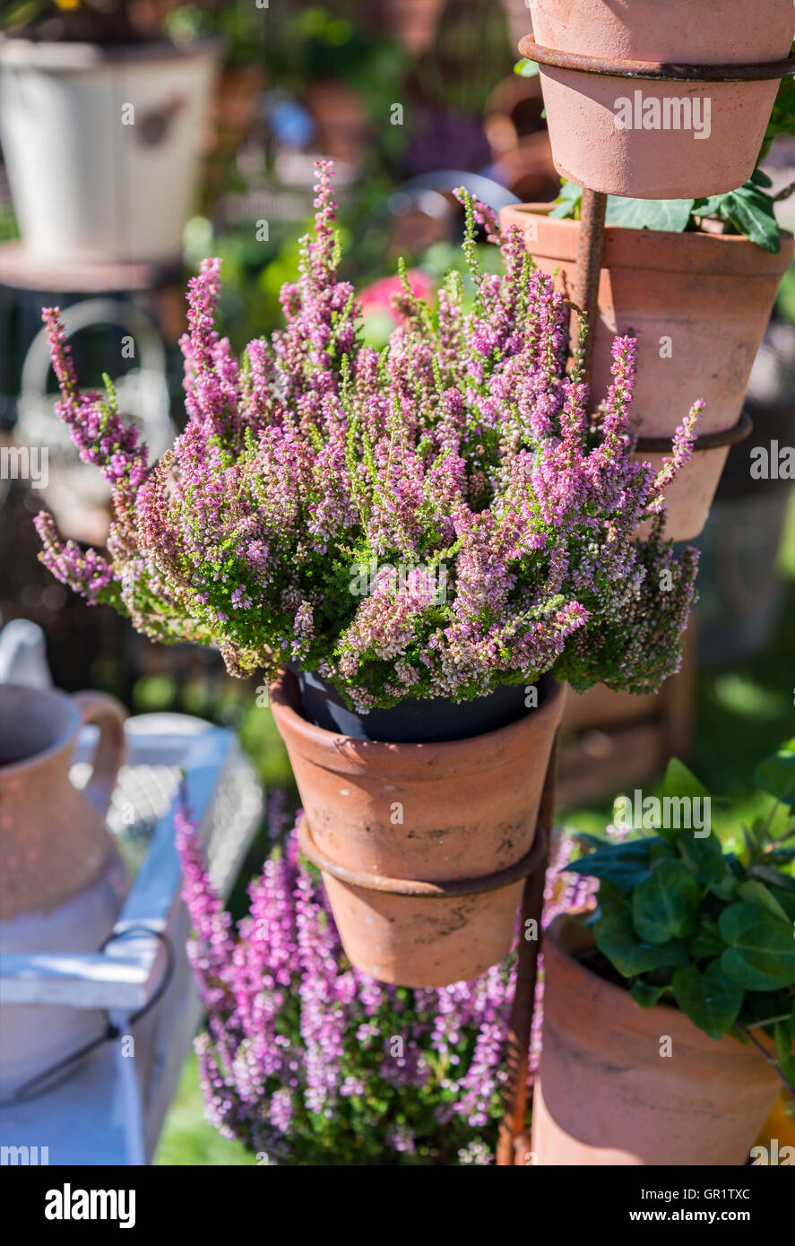 Image of plant pots with heather Stock Photo - Alamy