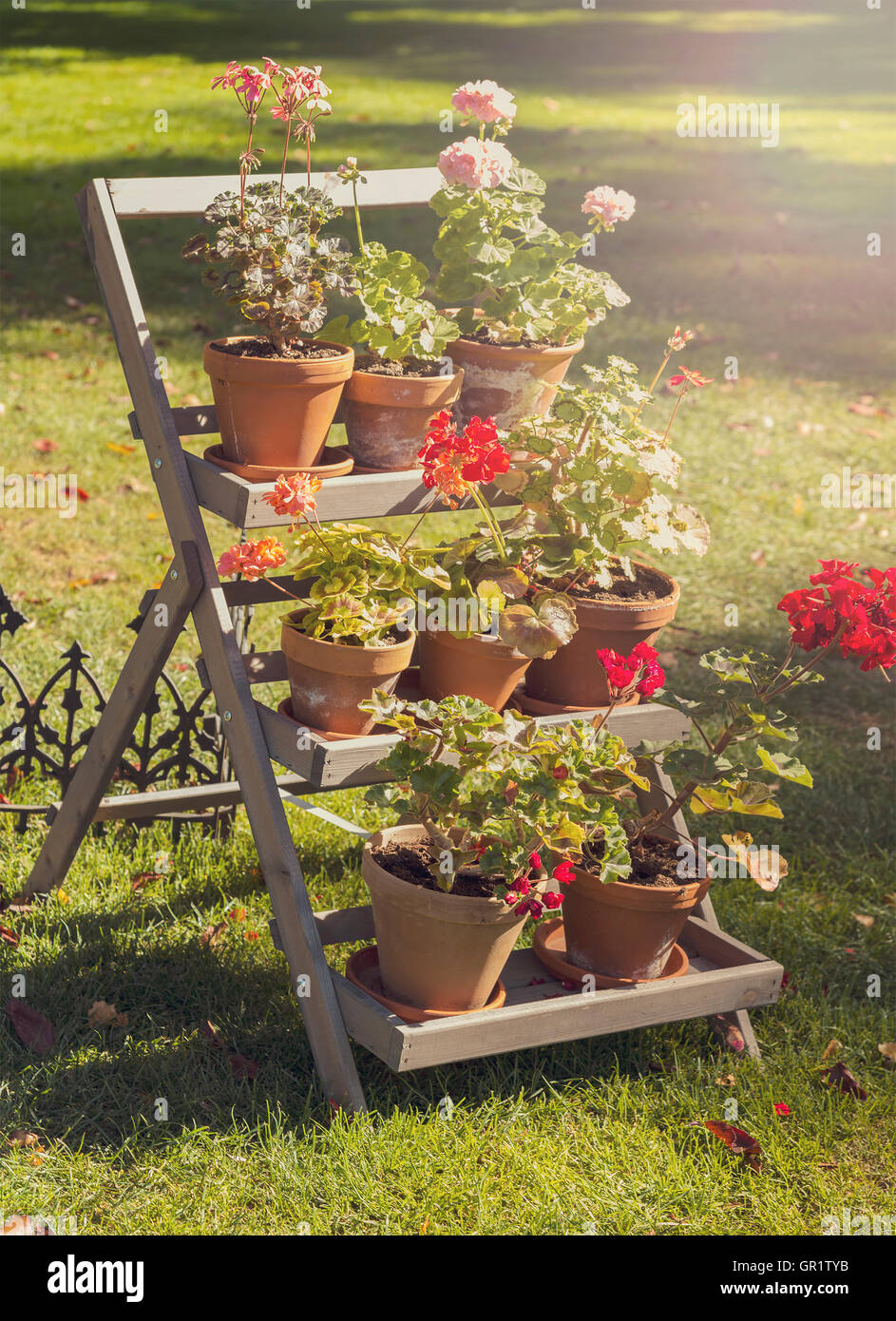 Image of a rustic plant stand with geranium flowers Stock Photo - Alamy