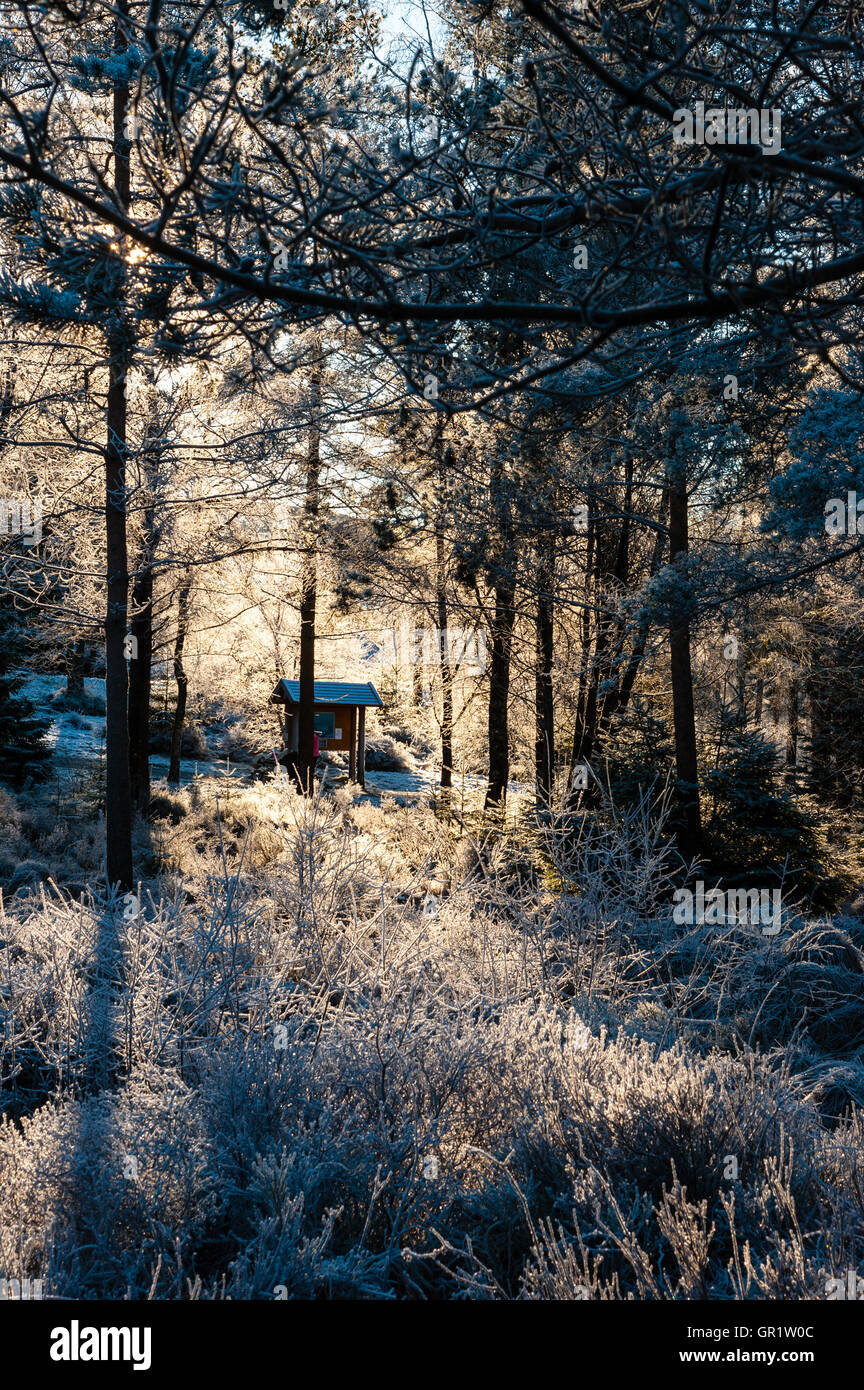 Norway, Sandnes. Winter in Rogaland Arboretum Stock Photo - Alamy