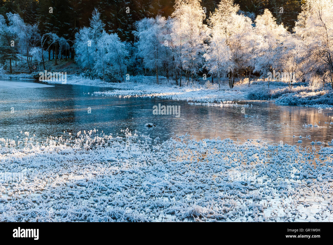 Norway, Sandnes. Winter in Rogaland Arboretum Stock Photo - Alamy