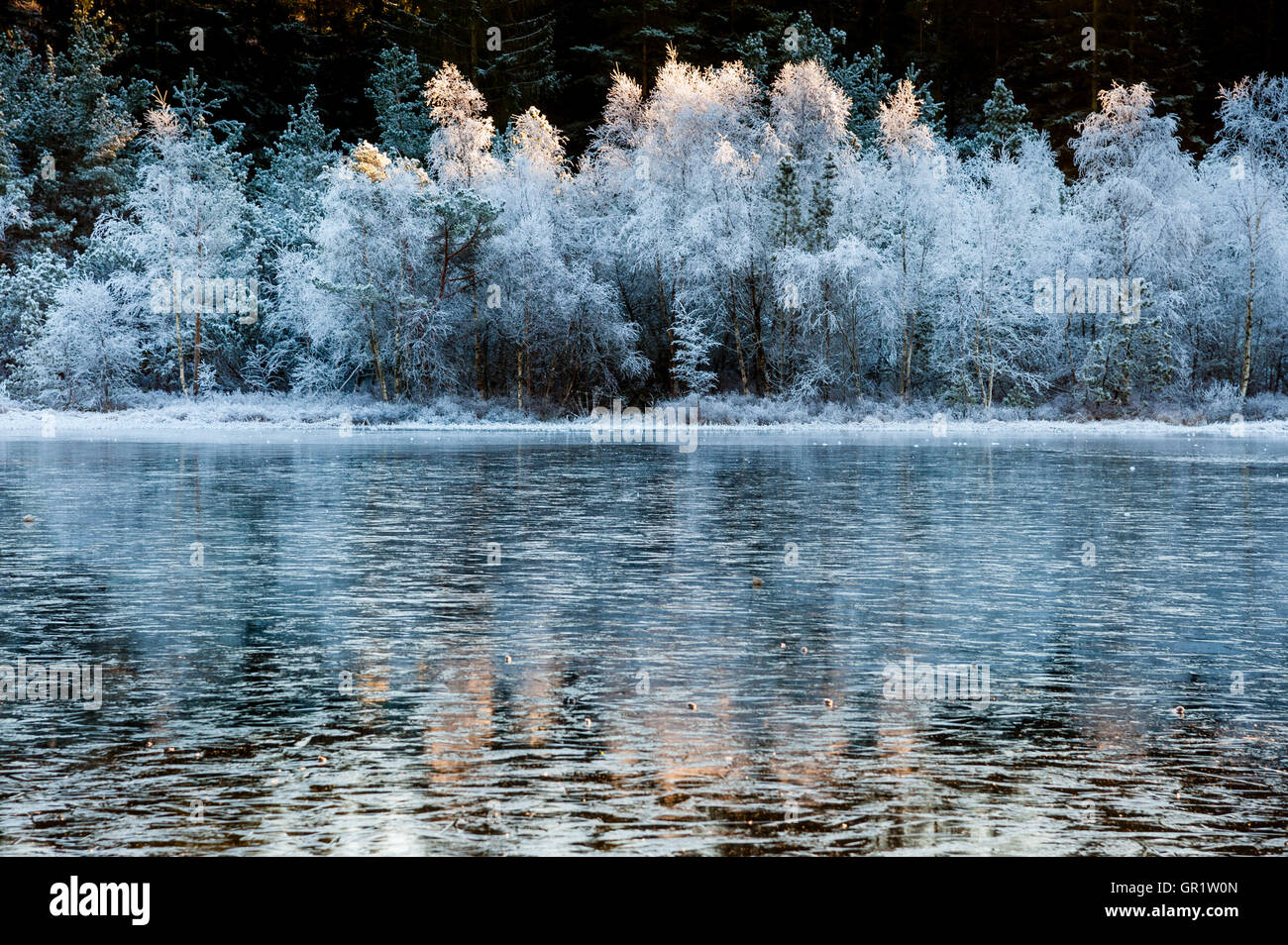 Norway, Sandnes. Winter in Rogaland Arboretum Stock Photo - Alamy