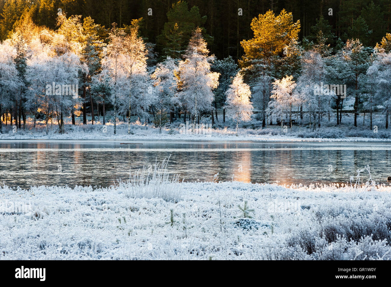 Norway, Sandnes. Winter in Rogaland Arboretum Stock Photo - Alamy