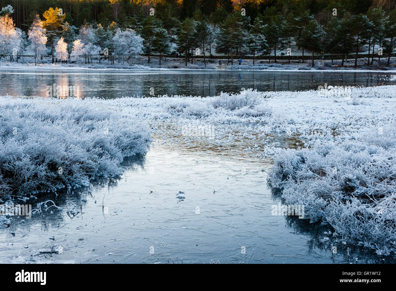 Norway, Sandnes. Winter in Rogaland Arboretum Stock Photo - Alamy