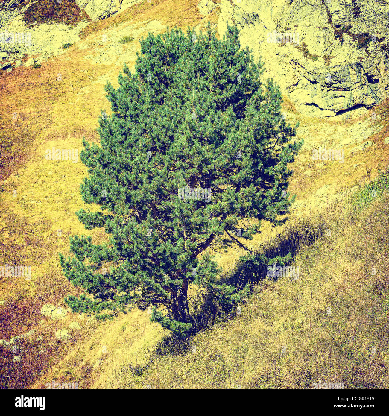 Pine tree on the mountainside. Caucasus. Russia Stock Photo - Alamy