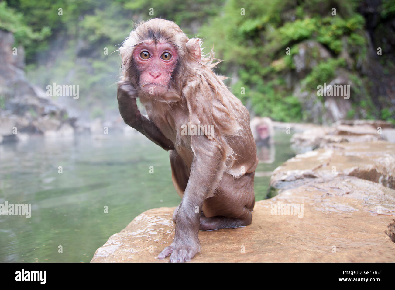 Japanese snow monkey bathing Stock Photo - Alamy