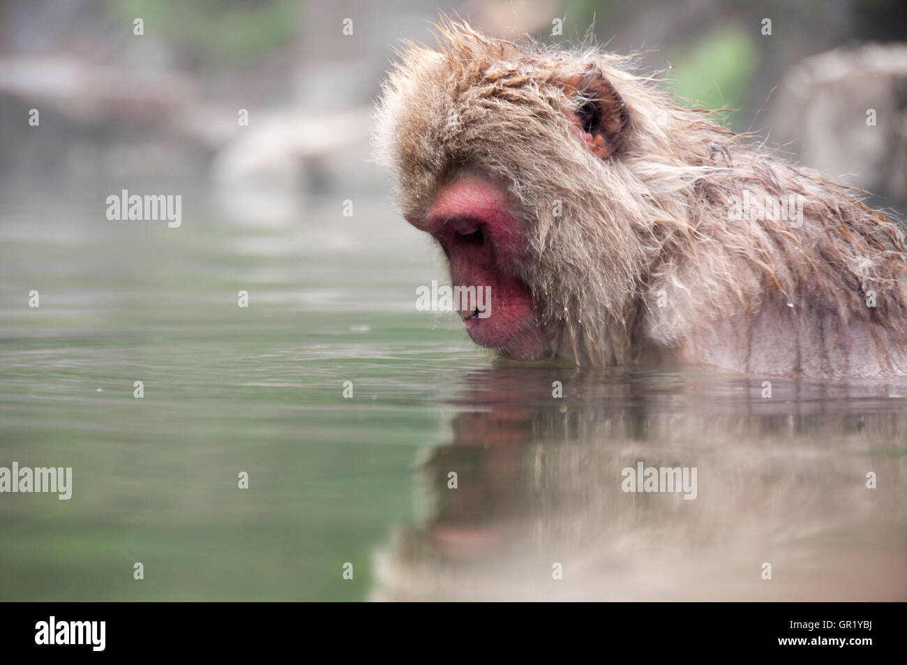 Japanese snow monkey bathing Stock Photo - Alamy