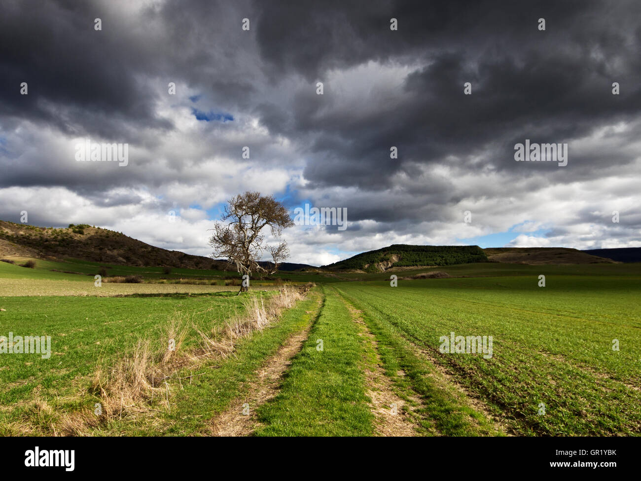 Single tree in an open field with a cloudy sky Stock Photo - Alamy