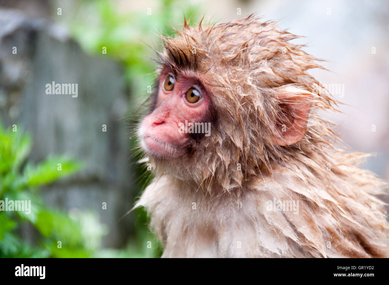 Japanese snow monkey bathing Stock Photo - Alamy