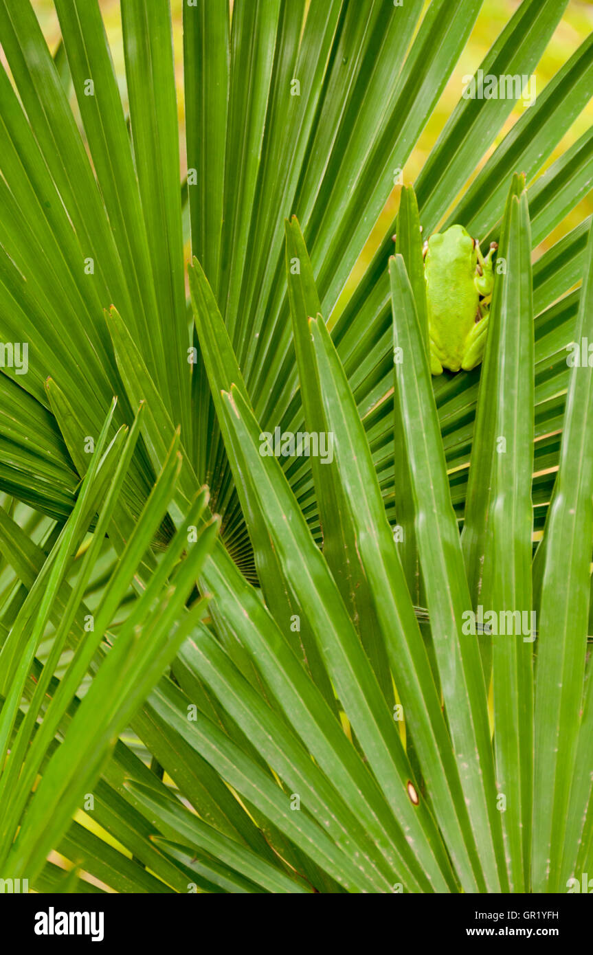 Japanese tree frog japan hi-res stock photography and images - Alamy
