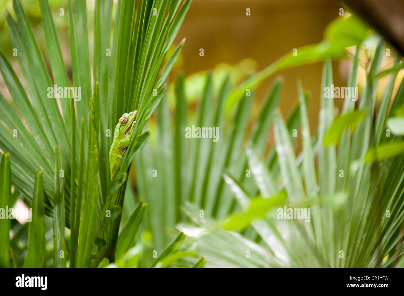 Japanese tree frog japan hi-res stock photography and images - Alamy