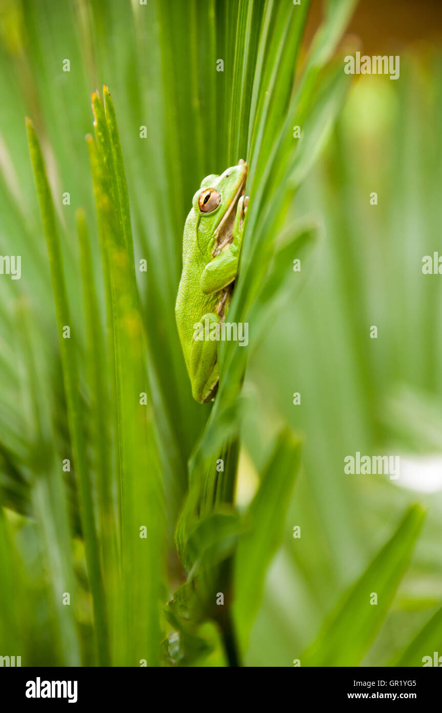 Japanese tree frog japan hi-res stock photography and images - Alamy