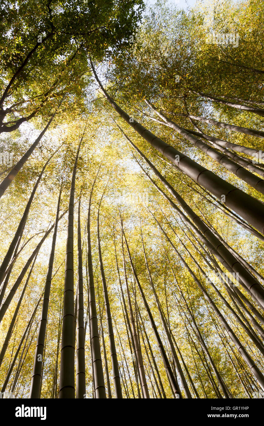 Sagano Bamboo Forest in Kyoto, Japan Stock Photo - Alamy