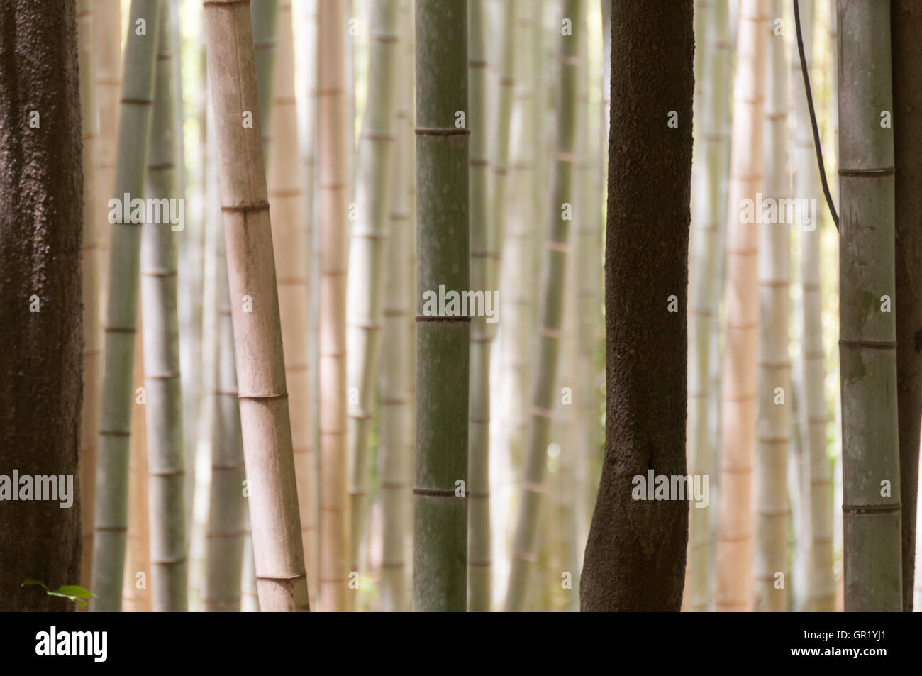 Sagano Bamboo Forest in Kyoto, Japan Stock Photo - Alamy