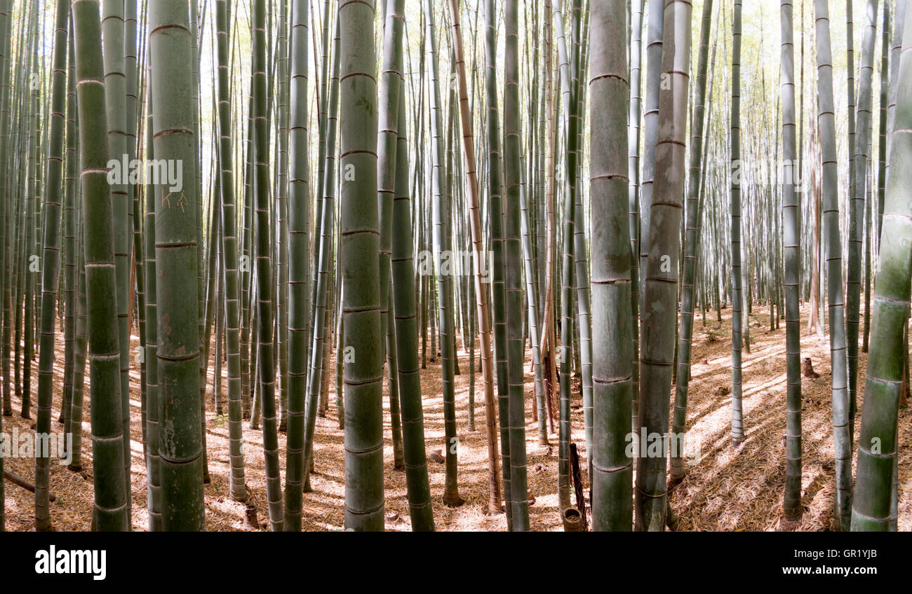 Sagano Bamboo Forest in Kyoto, Japan Stock Photo - Alamy