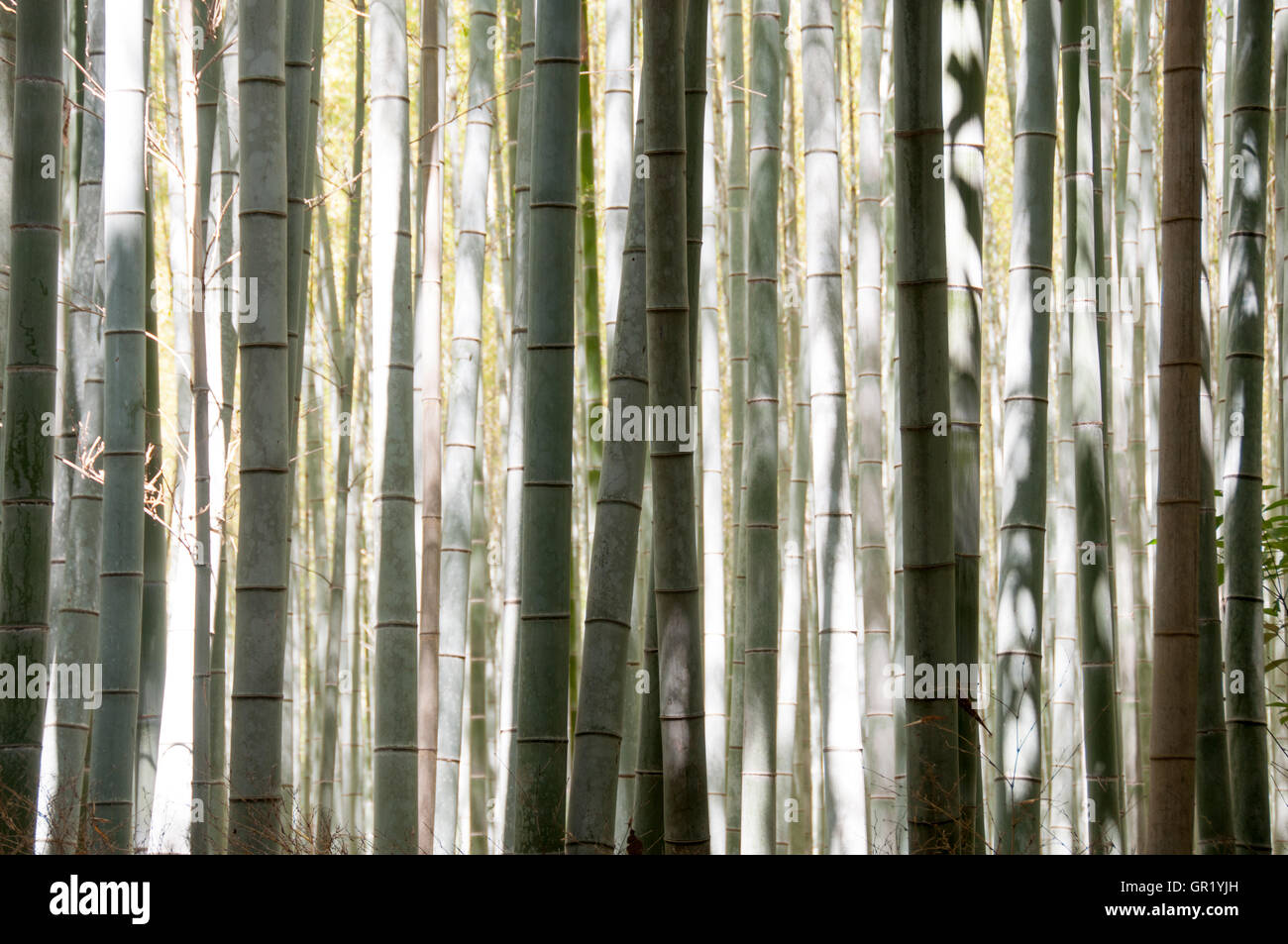 Sagano Bamboo Forest in Kyoto, Japan Stock Photo - Alamy