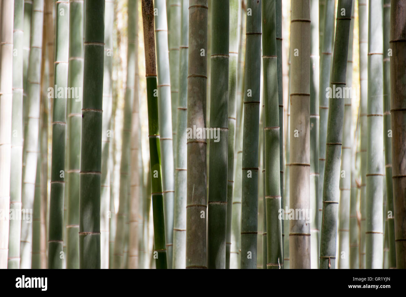 Sagano Bamboo Forest in Kyoto, Japan Stock Photo - Alamy