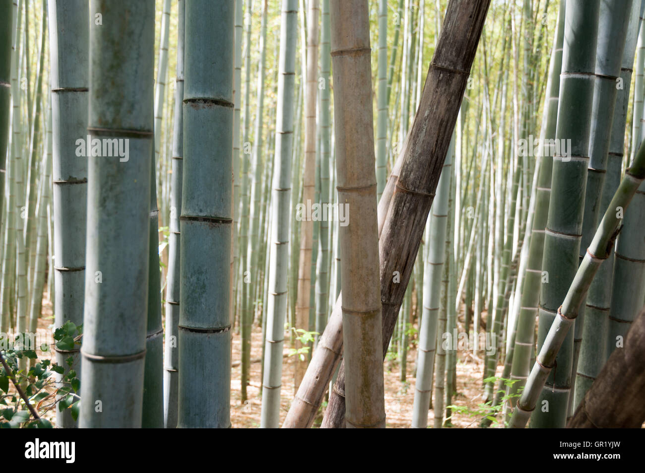 Sagano Bamboo Forest in Kyoto, Japan Stock Photo - Alamy