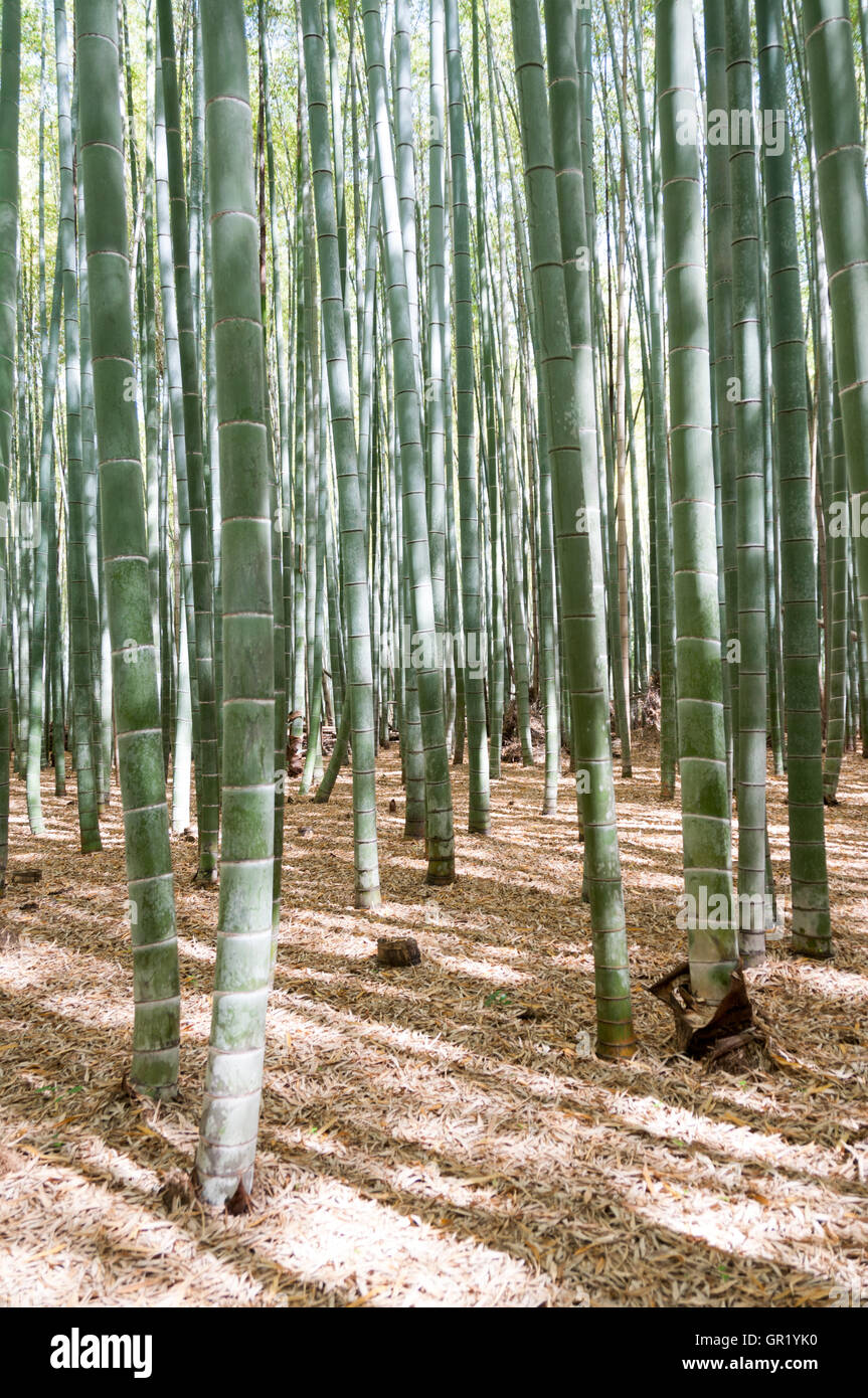 Sagano Bamboo Forest in Kyoto, Japan Stock Photo - Alamy
