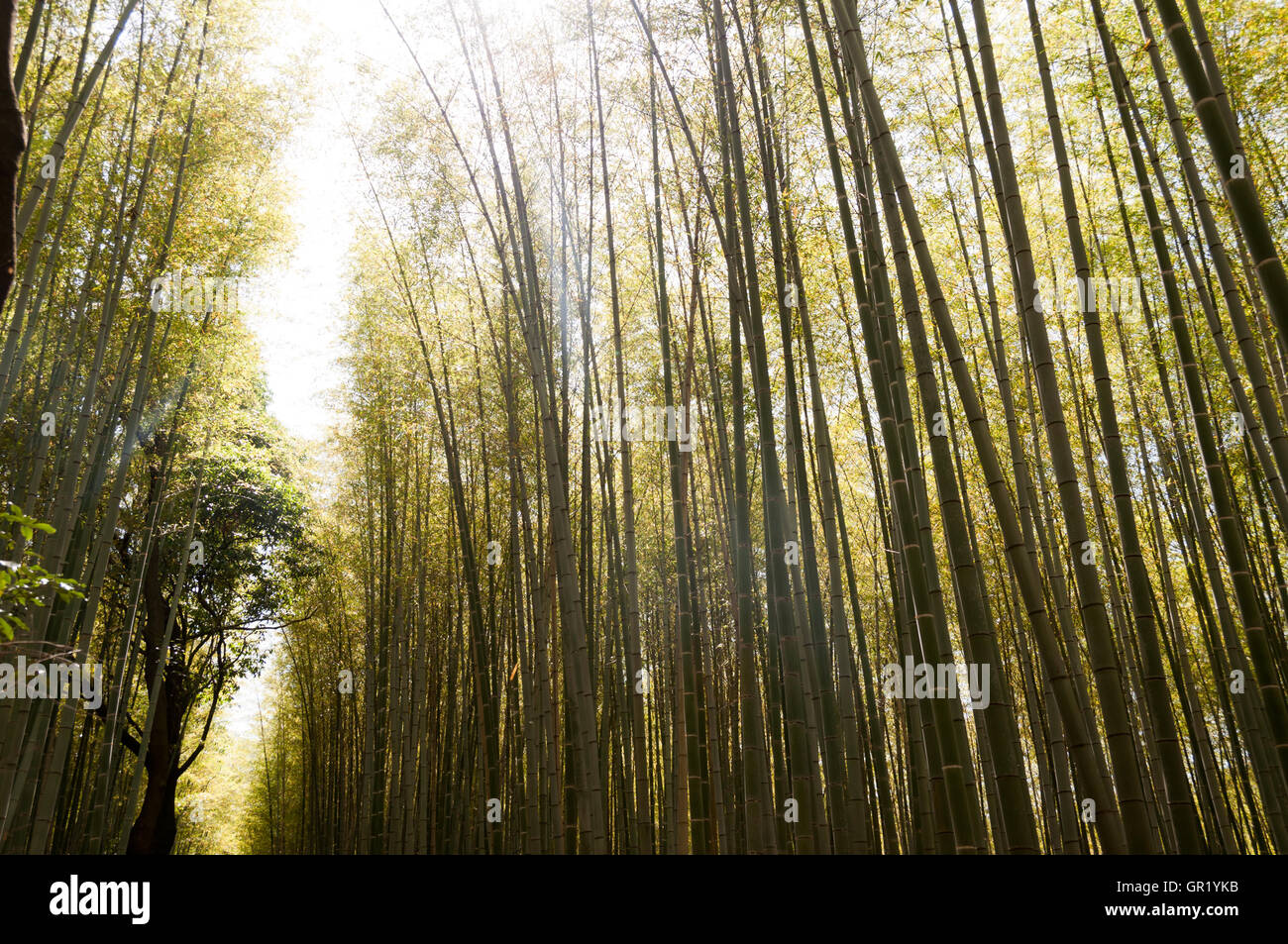 Sagano Bamboo Forest in Kyoto, Japan Stock Photo - Alamy