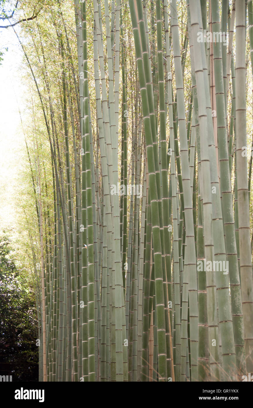 Sagano Bamboo Forest in Kyoto, Japan Stock Photo - Alamy