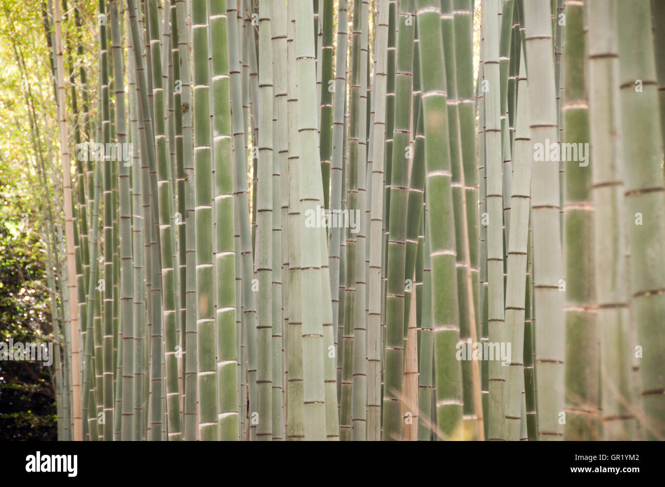 Sagano Bamboo Forest in Kyoto, Japan Stock Photo - Alamy