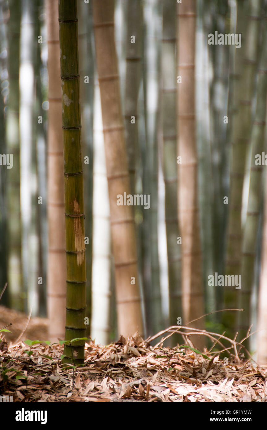 Sagano Bamboo Forest in Kyoto, Japan Stock Photo - Alamy