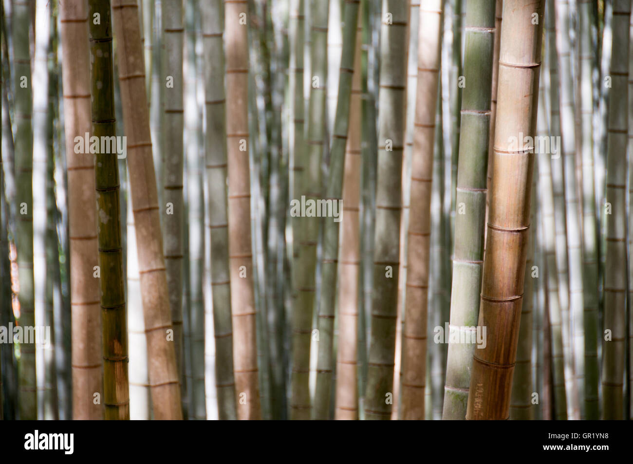 Dense forest bamboo hi-res stock photography and images - Alamy