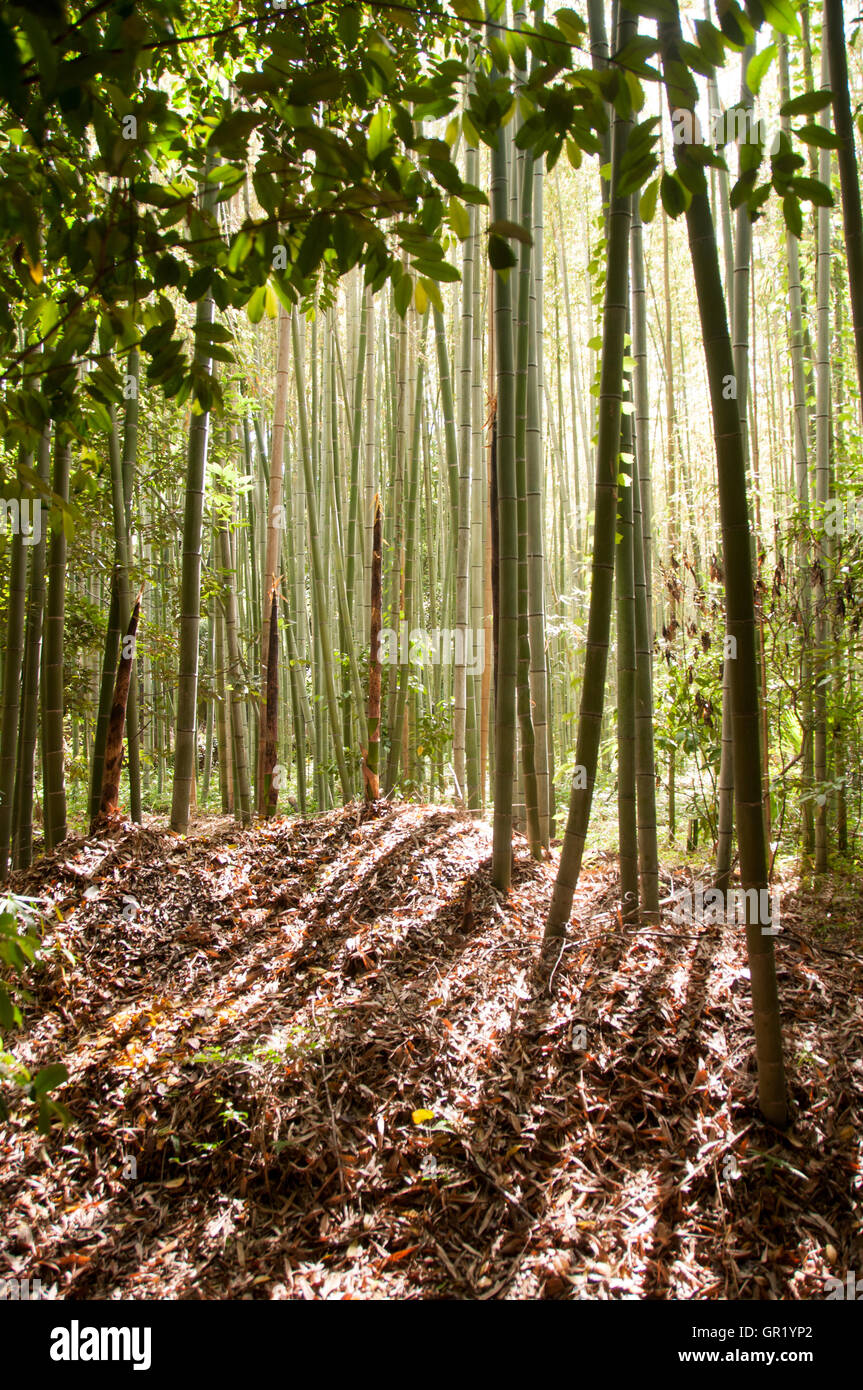 Bamboo forest in Japan Stock Photo - Alamy