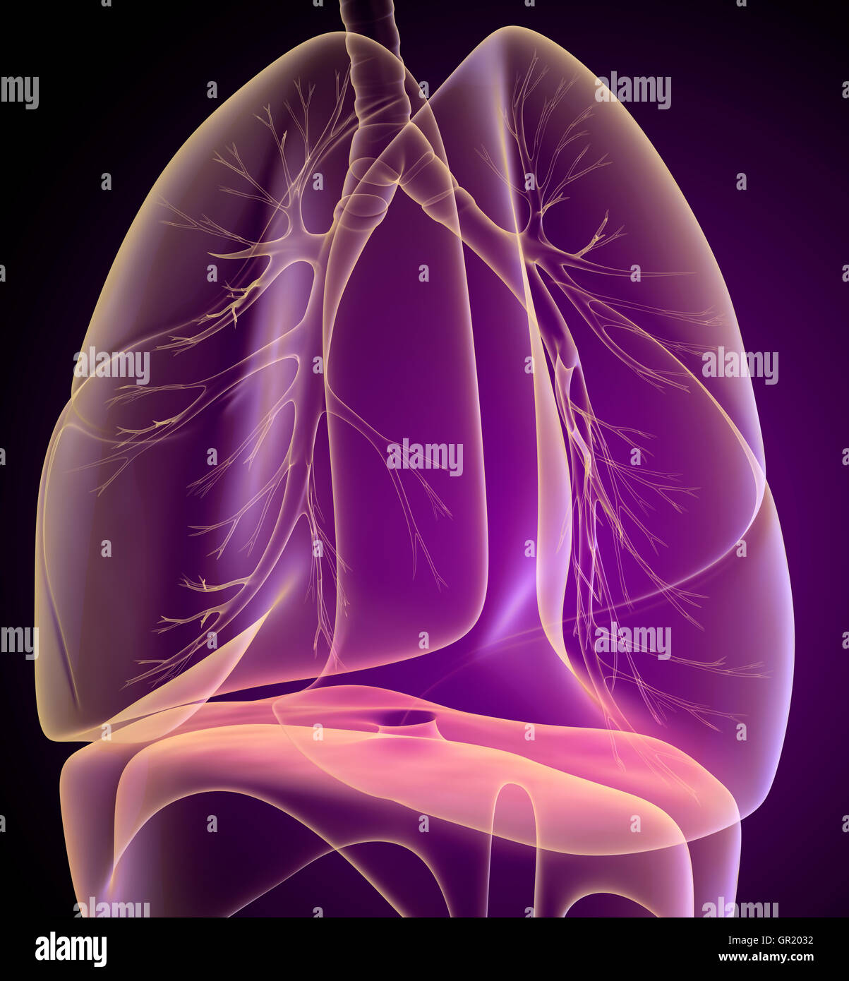 Human lungs and bronchi in x-ray view Stock Photo - Alamy