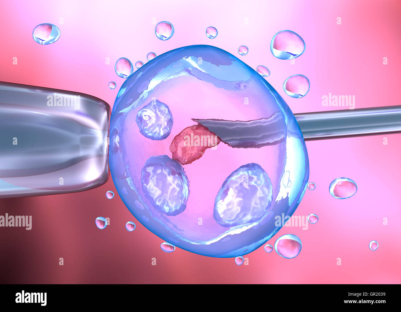Artificial insemination process Stock Photo - Alamy