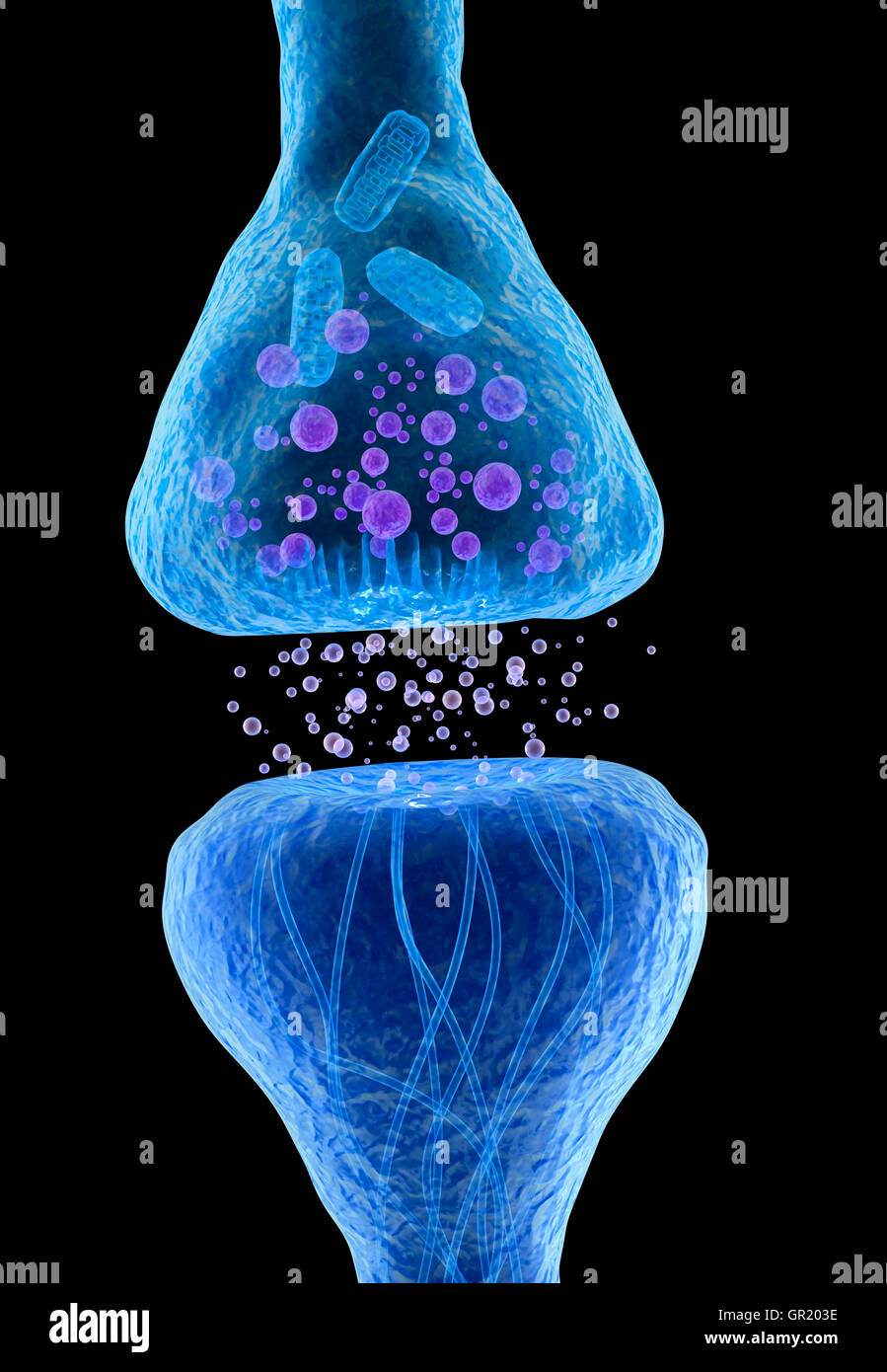 Active nerve cell hi-res stock photography and images - Alamy