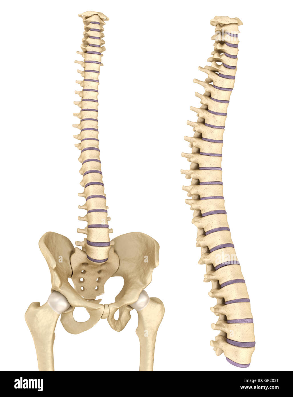 Spinal cord and pelvis Stock Photo - Alamy