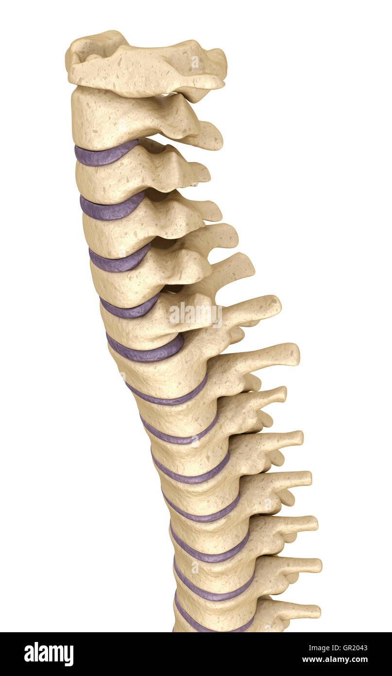 Drawing anatomy sacrum hi-res stock photography and images - Alamy