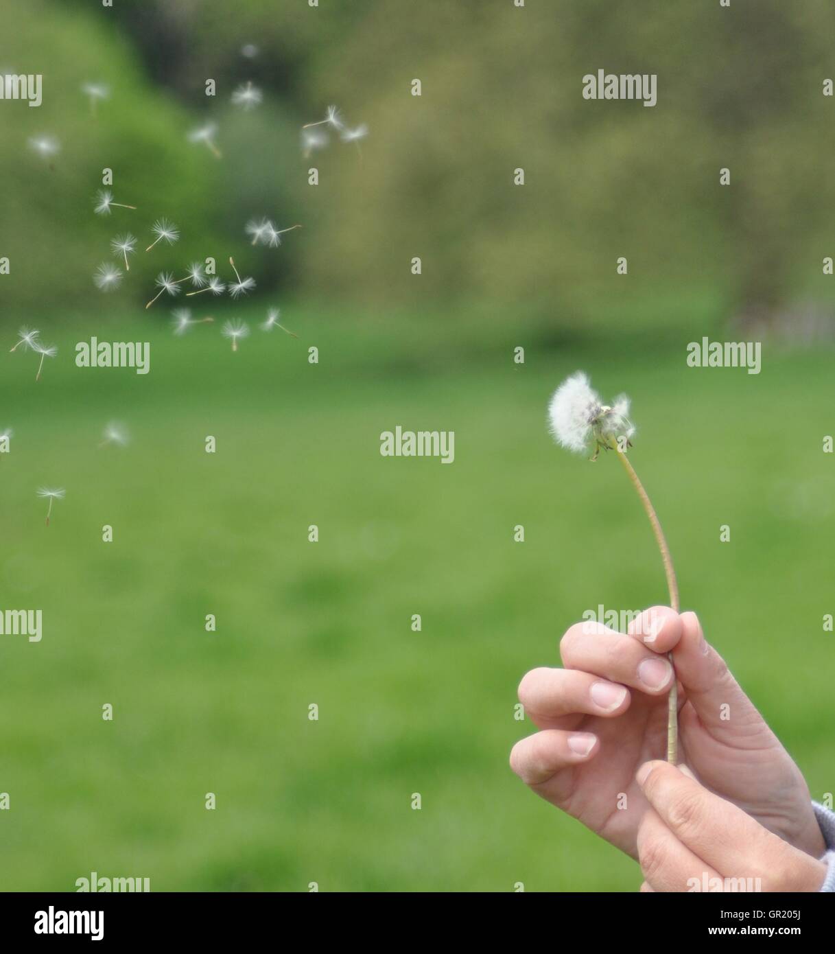 Dandelion seeds blowing Stock Photo - Alamy