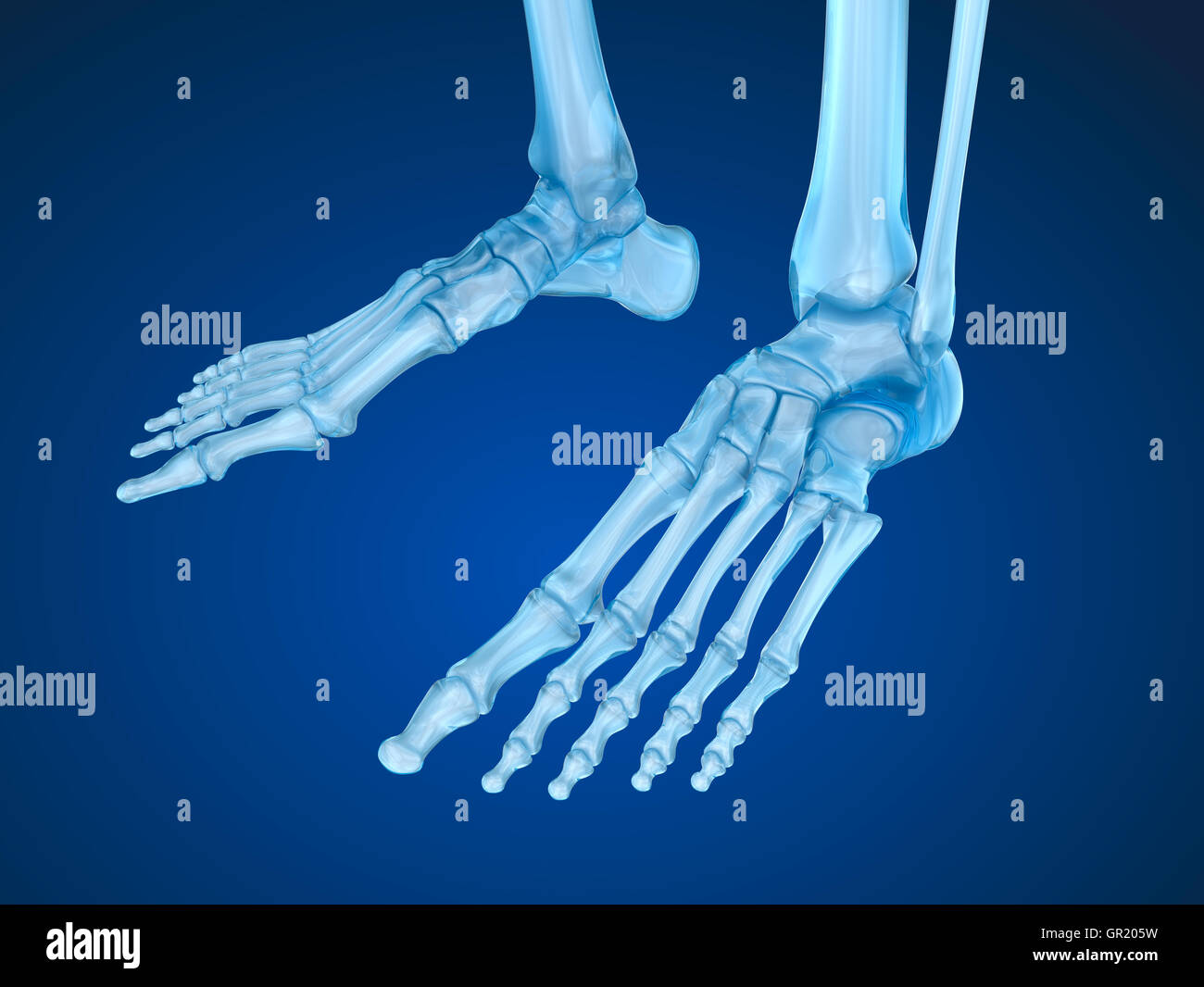 skeletal foot , Medically accurate 3D illustration Stock Photo - Alamy